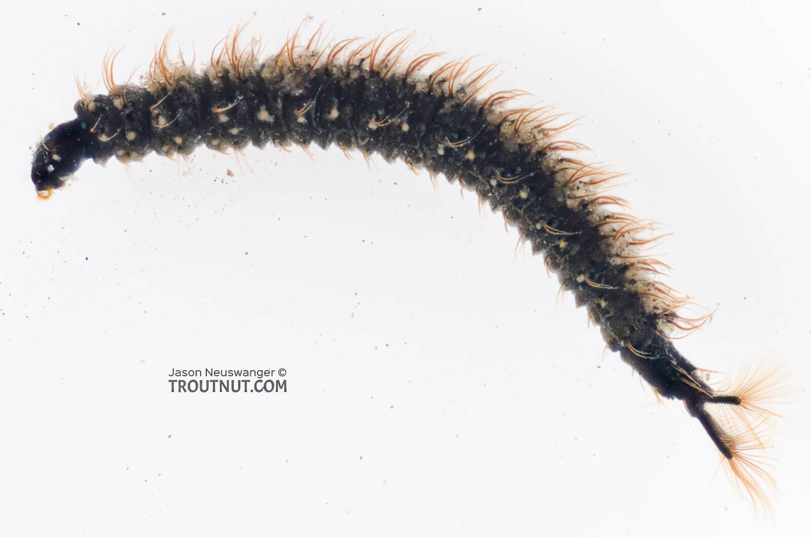 Caddisfly Family Hydropsychidae