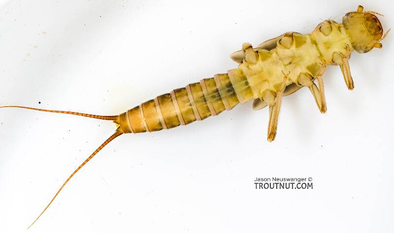 Isoperla (Stripetails and Yellow Stones) Stonefly Nymph Pictures
