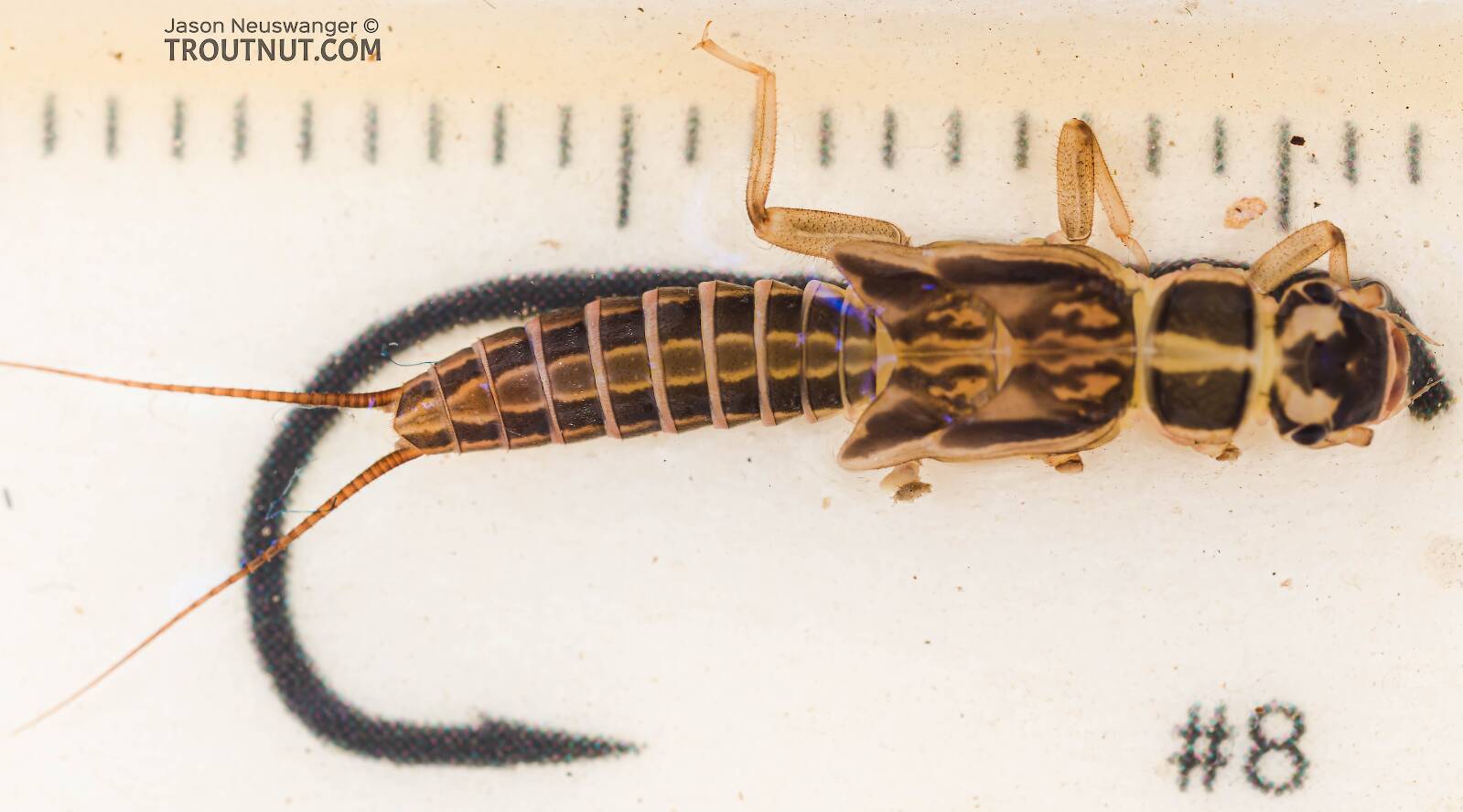 Isoperla Stripetails And Yellow Stones Stonefly Nymph Pictures