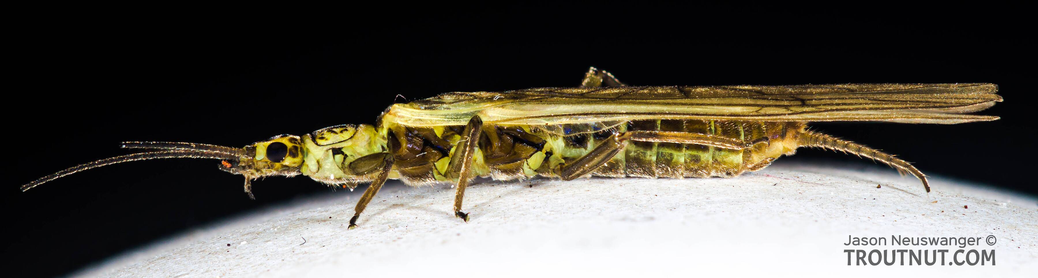 Stonefly Family Chloroperlidae (Sallflies)