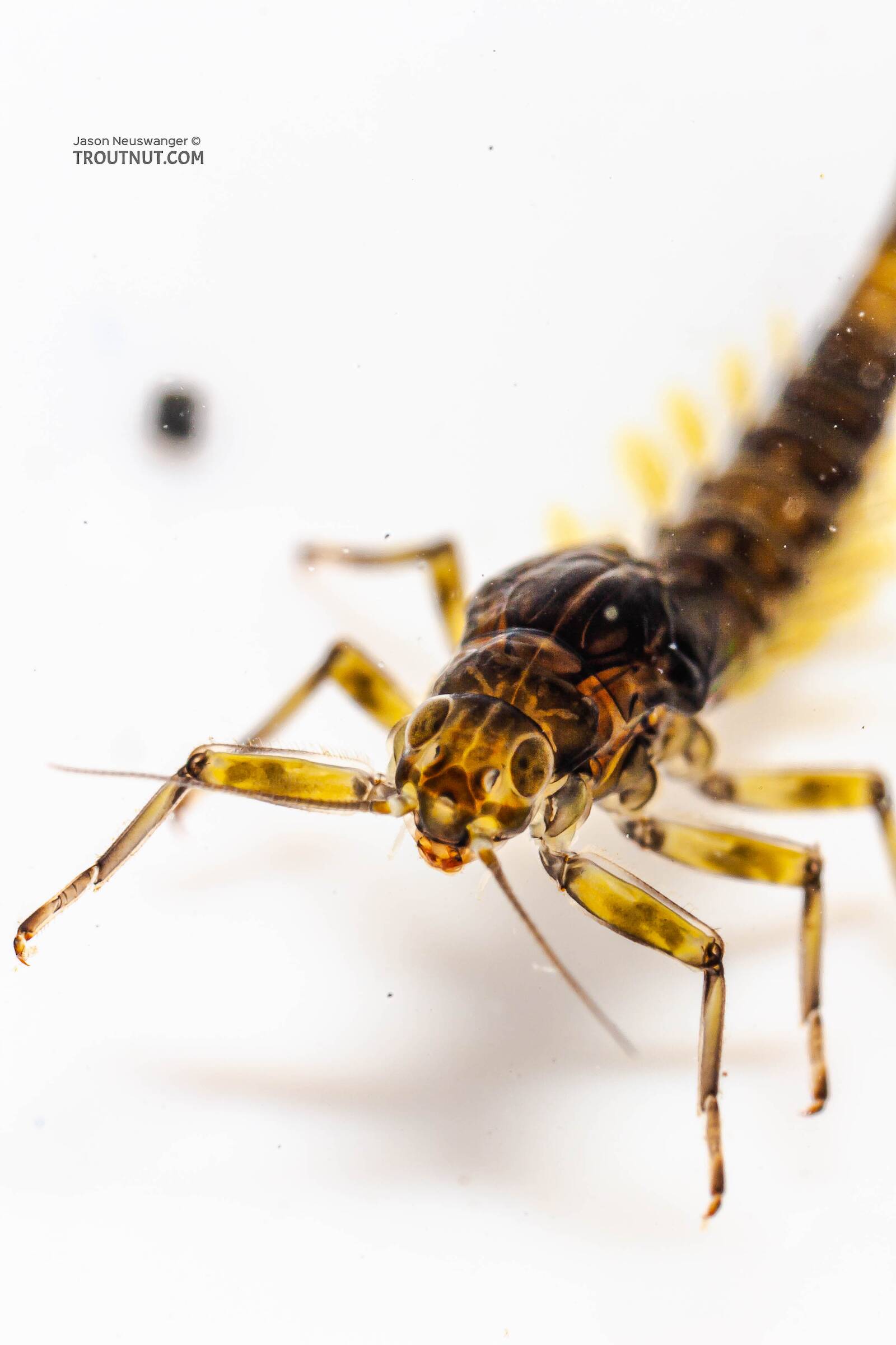 Baetis (Blue-Winged Olive) Mayfly Nymph Pictures
