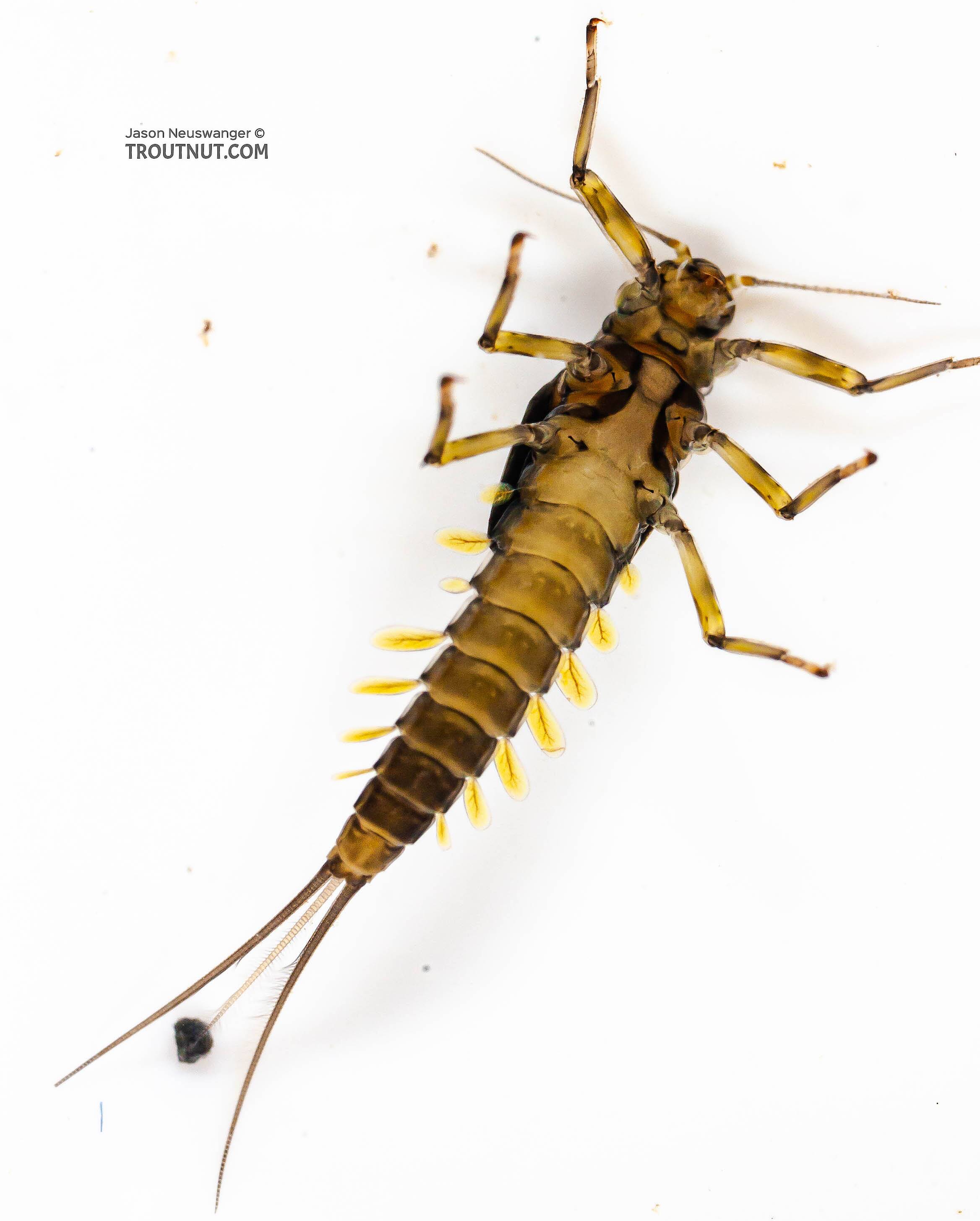 Baetis (Blue-Winged Olive) Mayfly Nymph Pictures