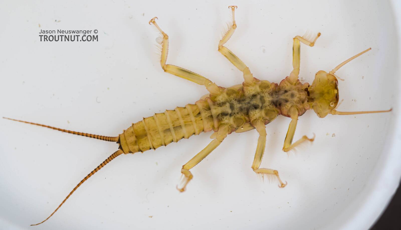 Perlodidae (Springflies and Yellow Stones) Stonefly Nymph Pictures