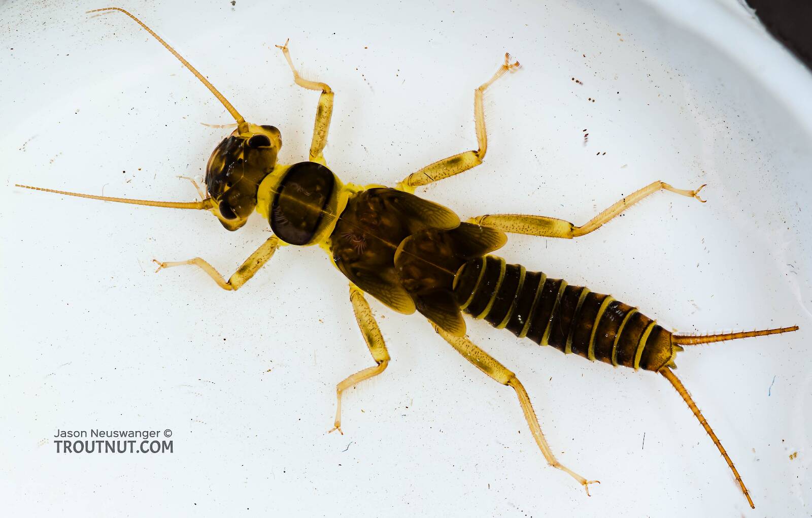 Stonefly Genus Skwala (Large Springflies)