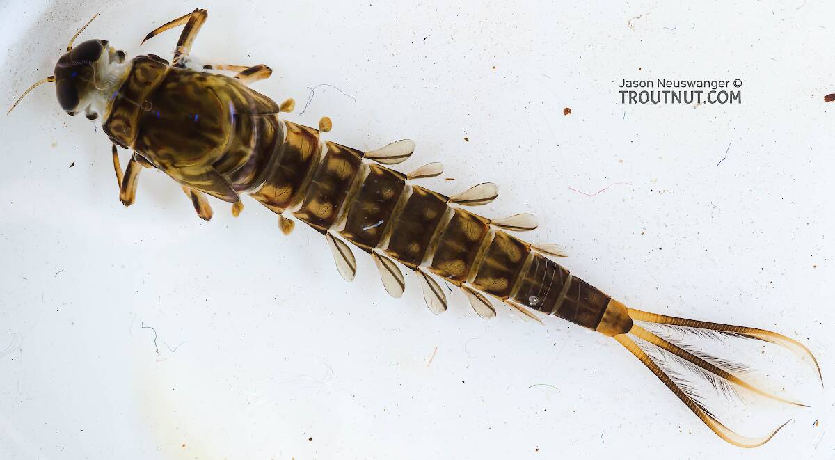 Stonefly Family Capniidae (Snowflies)