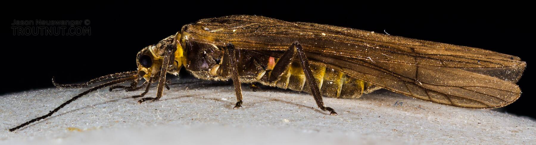 Mayfly Genus Tricorythodes (Tricos)