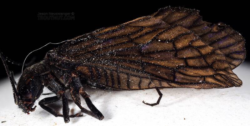 Sialidae (Alderfly) Insect Adult Pictures