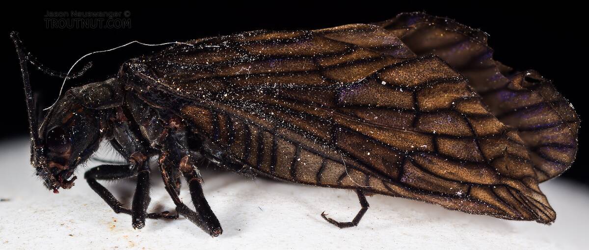 Mayfly Encyclopedia: 4800+ photos, life cycles, & fly fishing hatches