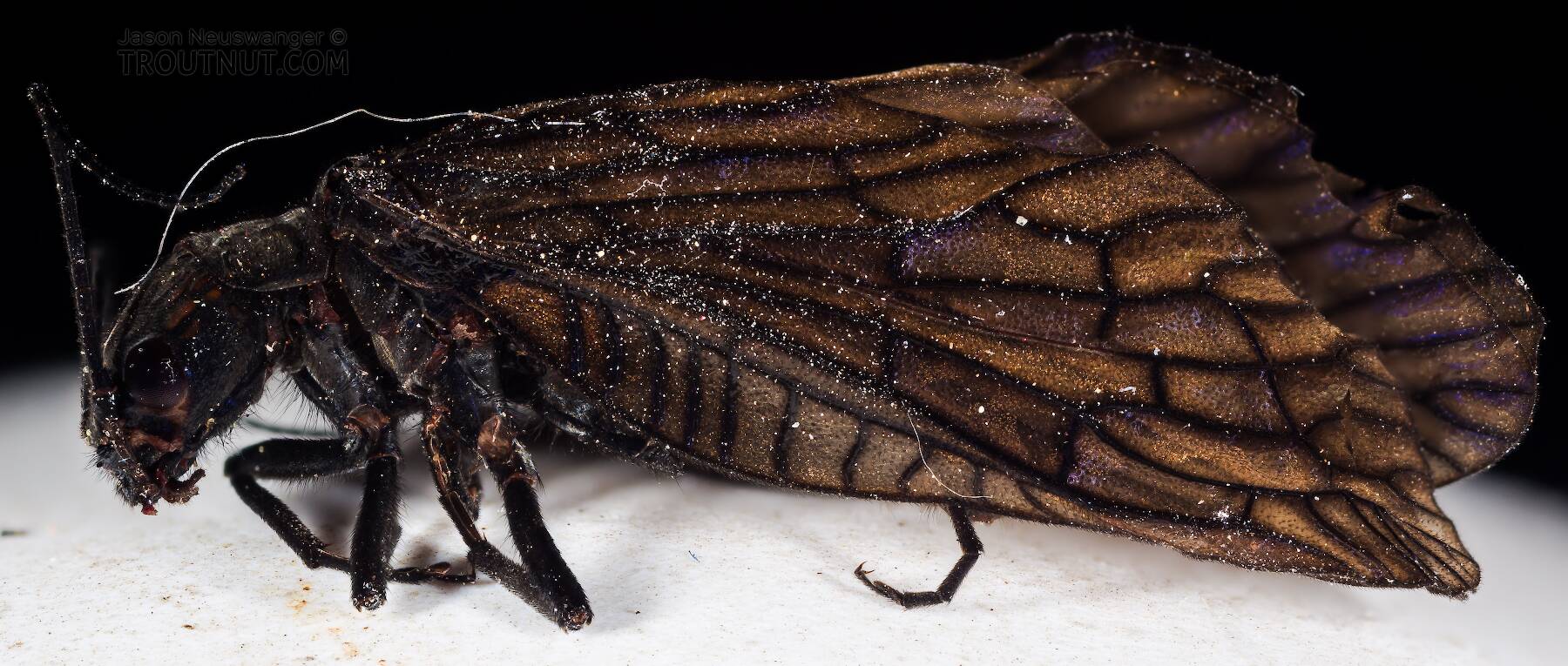 Mayfly Genus Isonychia (Slate Drakes)