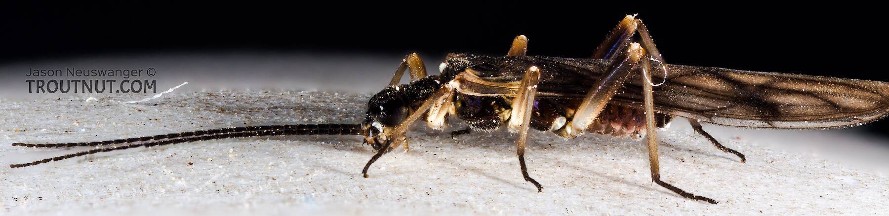 Female Prostoia besametsa (Tiny Winter Black) Stonefly Adult Pictures