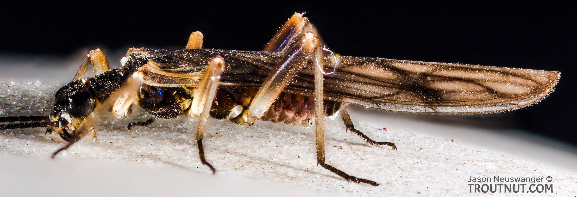 Stonefly Family Nemouridae (Forestflies)