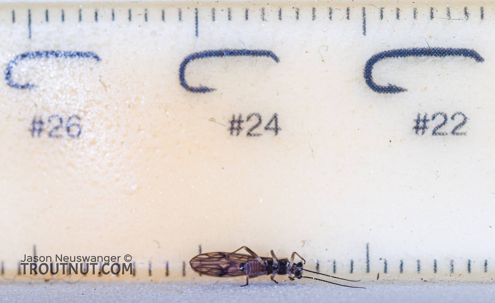 Female Prostoia besametsa (Tiny Winter Black) Stonefly Adult Pictures