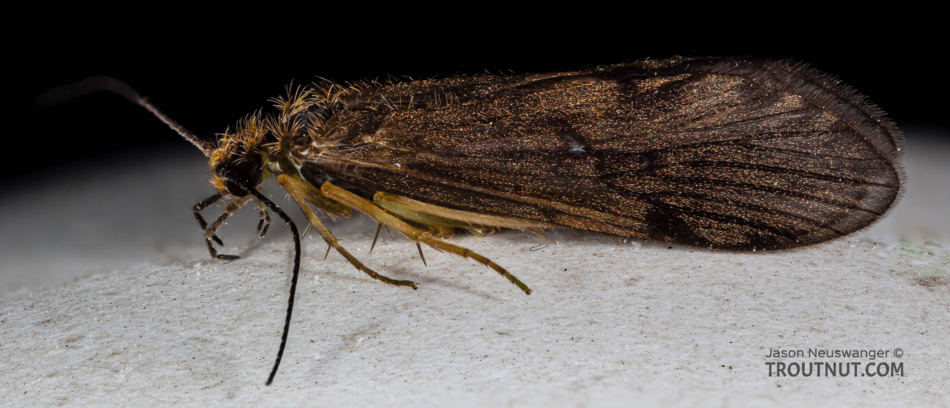 Caddisfly Family Rhyacophilidae (Green Sedges)