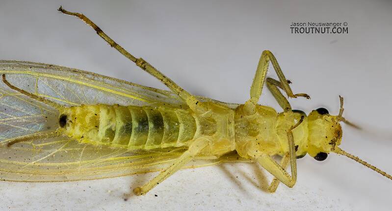 Female Sweltsa (Sallfly) Stonefly Adult Pictures