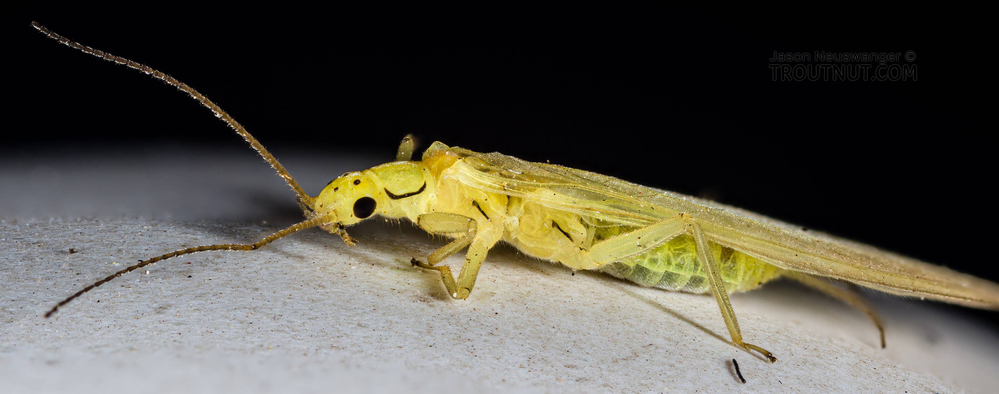 Stonefly Family Chloroperlidae (Sallflies)