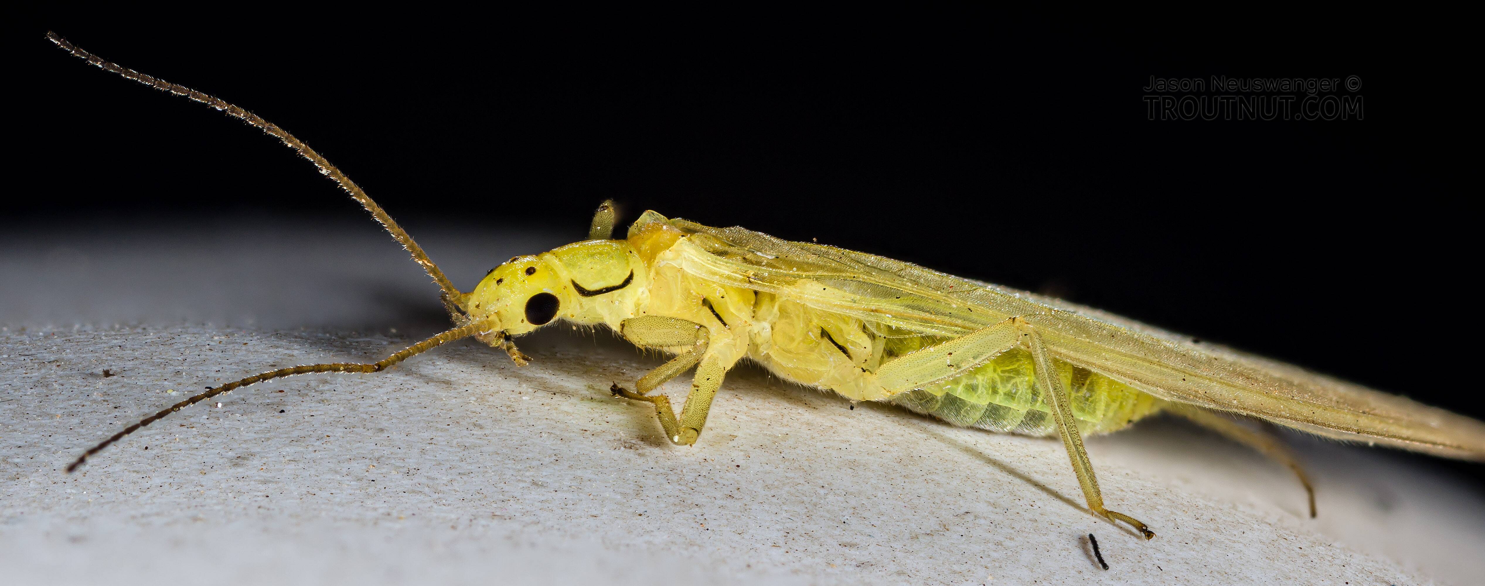 Stonefly Family Chloroperlidae (Sallflies)