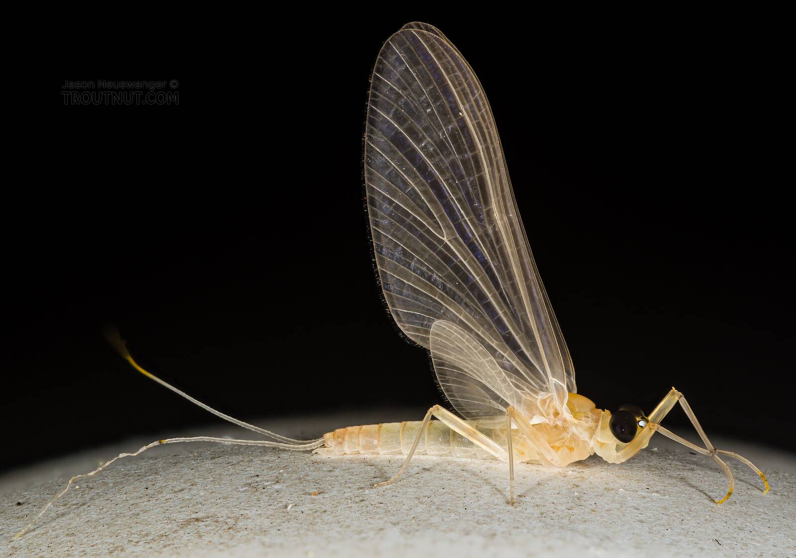 Mayfly Species Hexagenia limbata (Hexes)