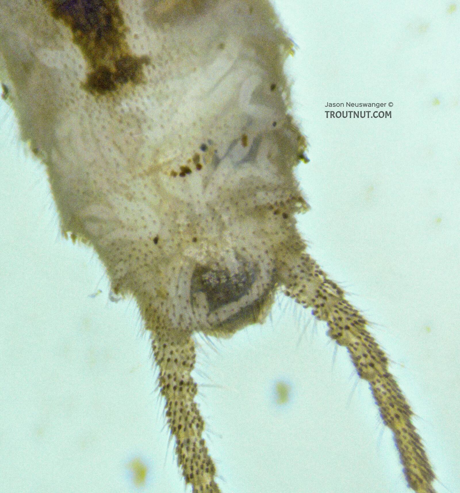 Female Sweltsa (Sallfly) Stonefly Adult Pictures