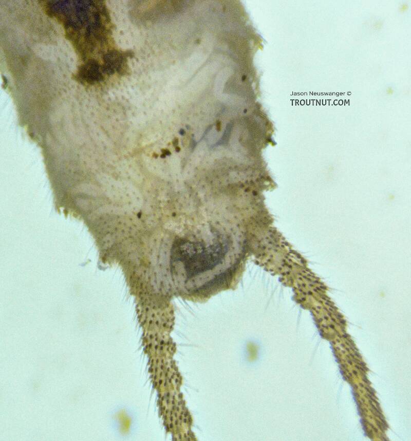 Female Sweltsa (Sallfly) Stonefly Adult Pictures