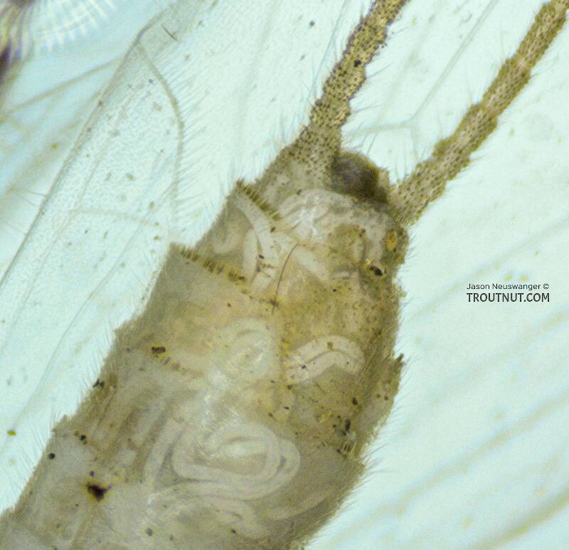 Female Sweltsa (Sallfly) Stonefly Adult Pictures