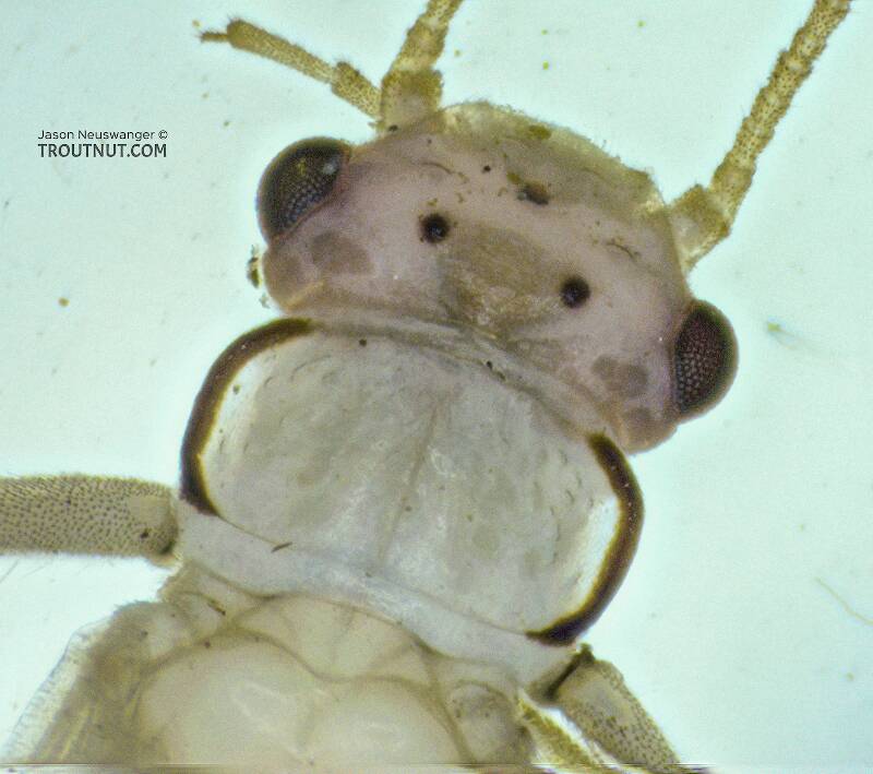 Female Sweltsa (Sallfly) Stonefly Adult Pictures