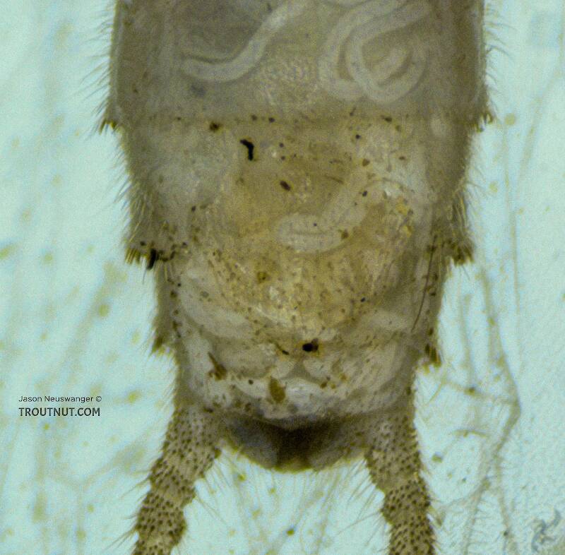 Female Sweltsa (Sallfly) Stonefly Adult Pictures