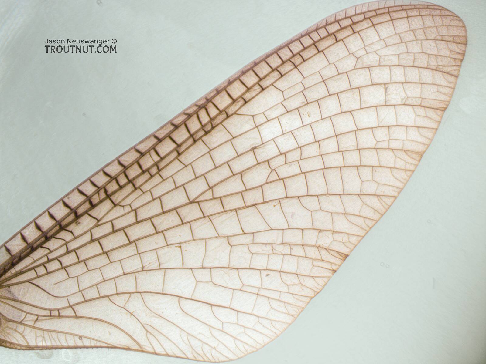 Female Hexagenia limbata (Hex) Mayfly Dun Pictures