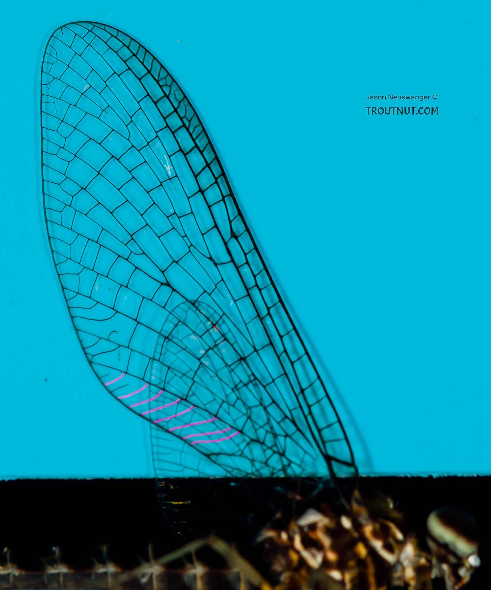 Male Siphlonurus (Gray Drake) Mayfly Spinner Pictures