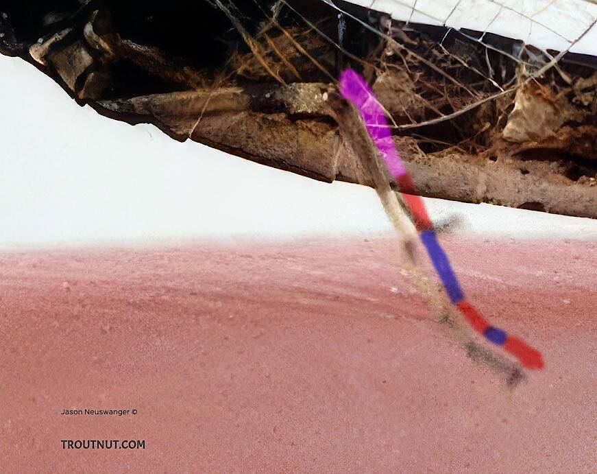 Male Siphloplecton basale (Pseudo-Gray Drake) Mayfly Spinner Pictures