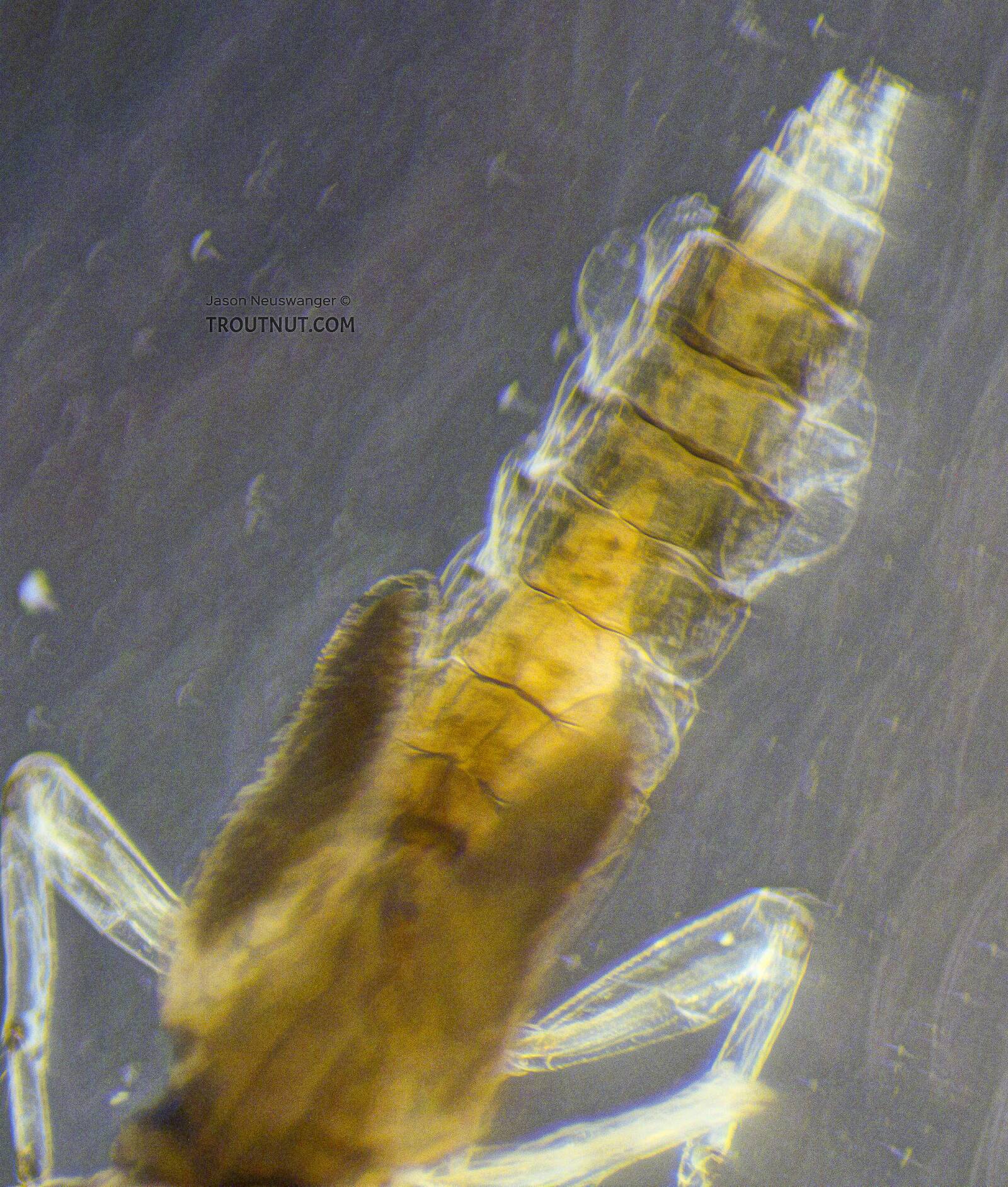 Male Acentrella insignificans (Tiny Blue-Winged Olive) Mayfly Nymph ...