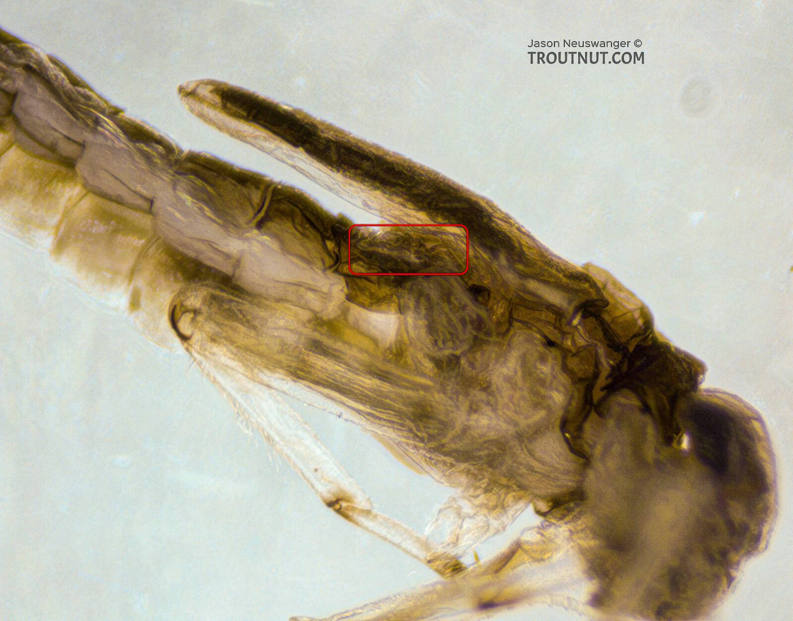Male Acentrella insignificans (Tiny Blue-Winged Olive) Mayfly Nymph ...