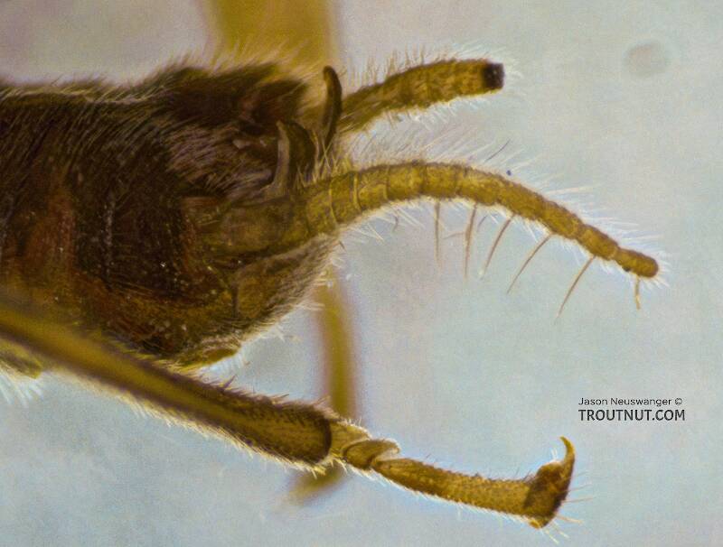 Male Tallaperla maria (Common Roachfly) Stonefly Adult Pictures