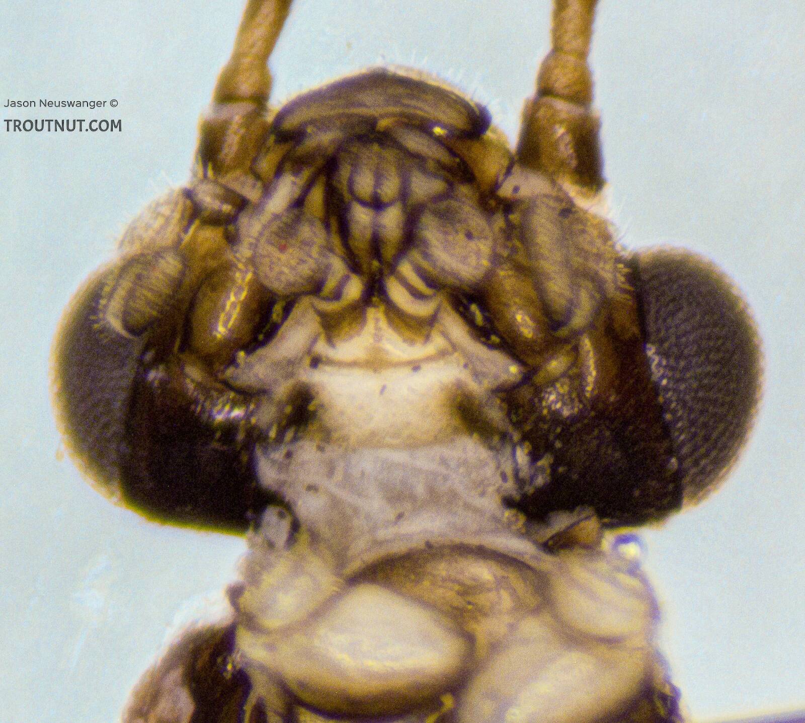 Female Prostoia besametsa (Tiny Winter Black) Stonefly Adult Pictures