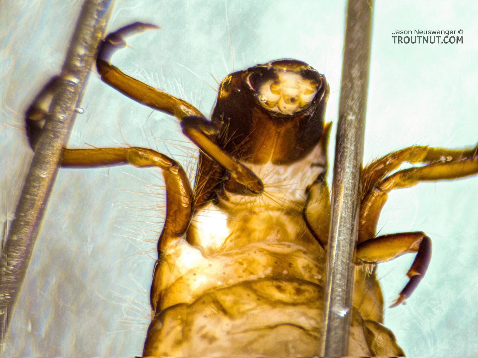 Psilotreta labida (Dark Blue Sedge) Caddisfly Larva Pictures