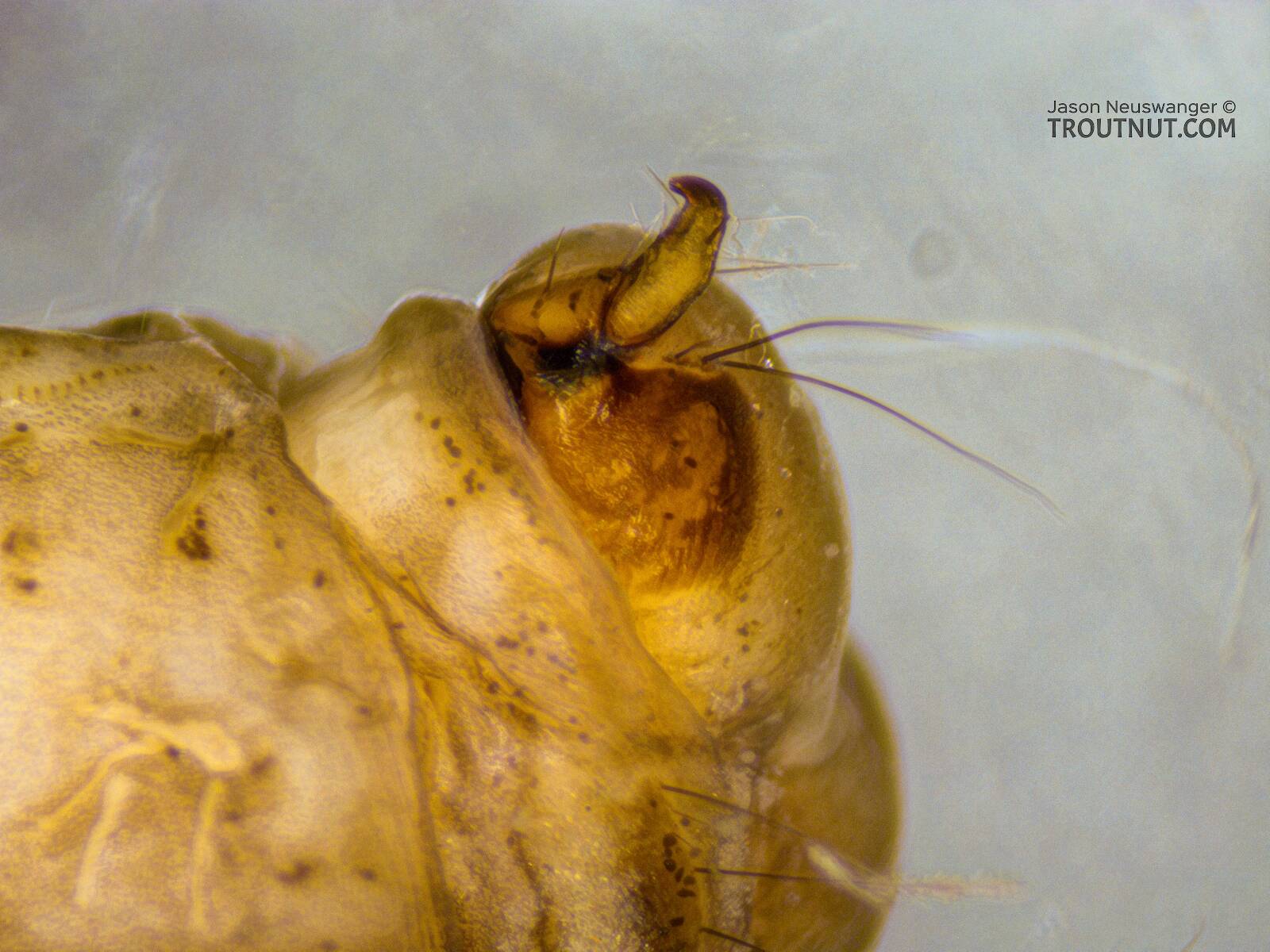 Psilotreta labida (Dark Blue Sedge) Caddisfly Larva Pictures