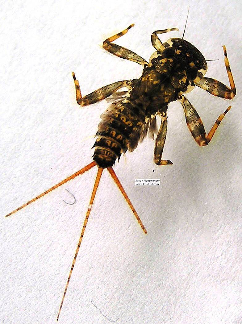 Stenonema vicarium (March Brown) Mayfly Nymph Pictures