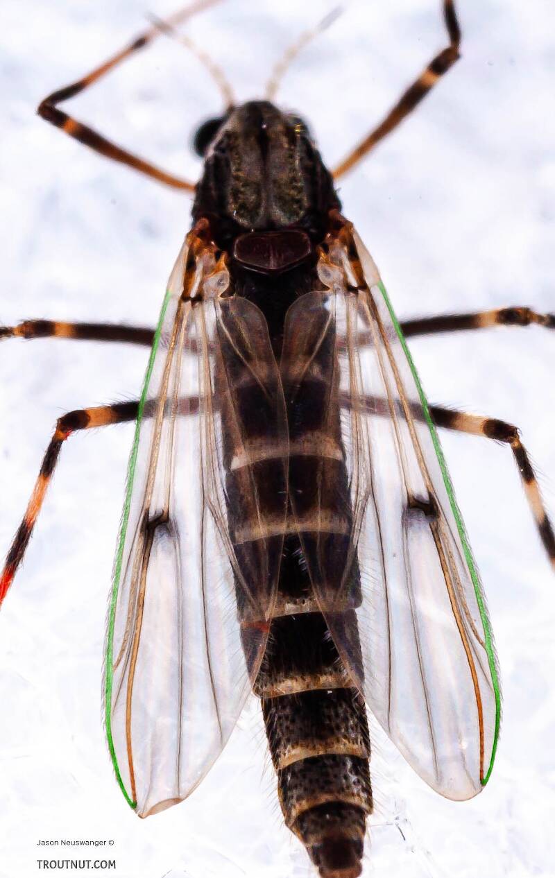Female Chironomidae (Midge) True Fly Adult Pictures