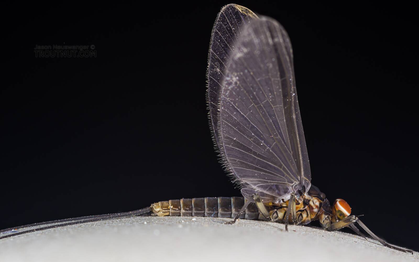 Male Baetis tricaudatus (Blue-Winged Olive) Mayfly Dun Pictures