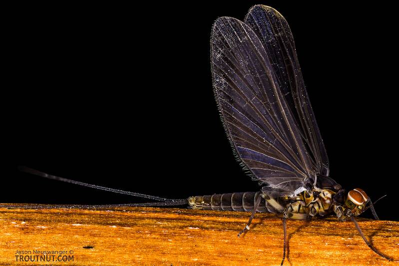 Male Baetis tricaudatus (Blue-Winged Olive) Mayfly Dun Pictures