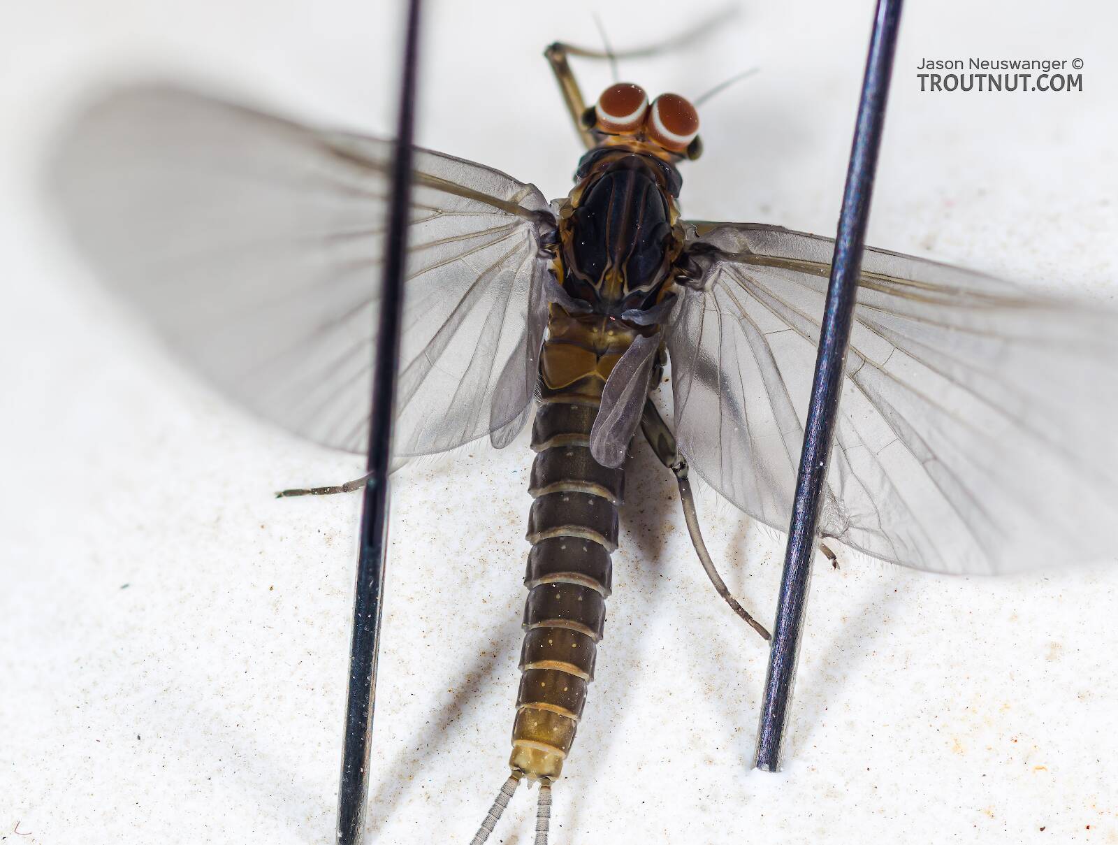Male Baetis tricaudatus (Blue-Winged Olive) Mayfly Dun Pictures