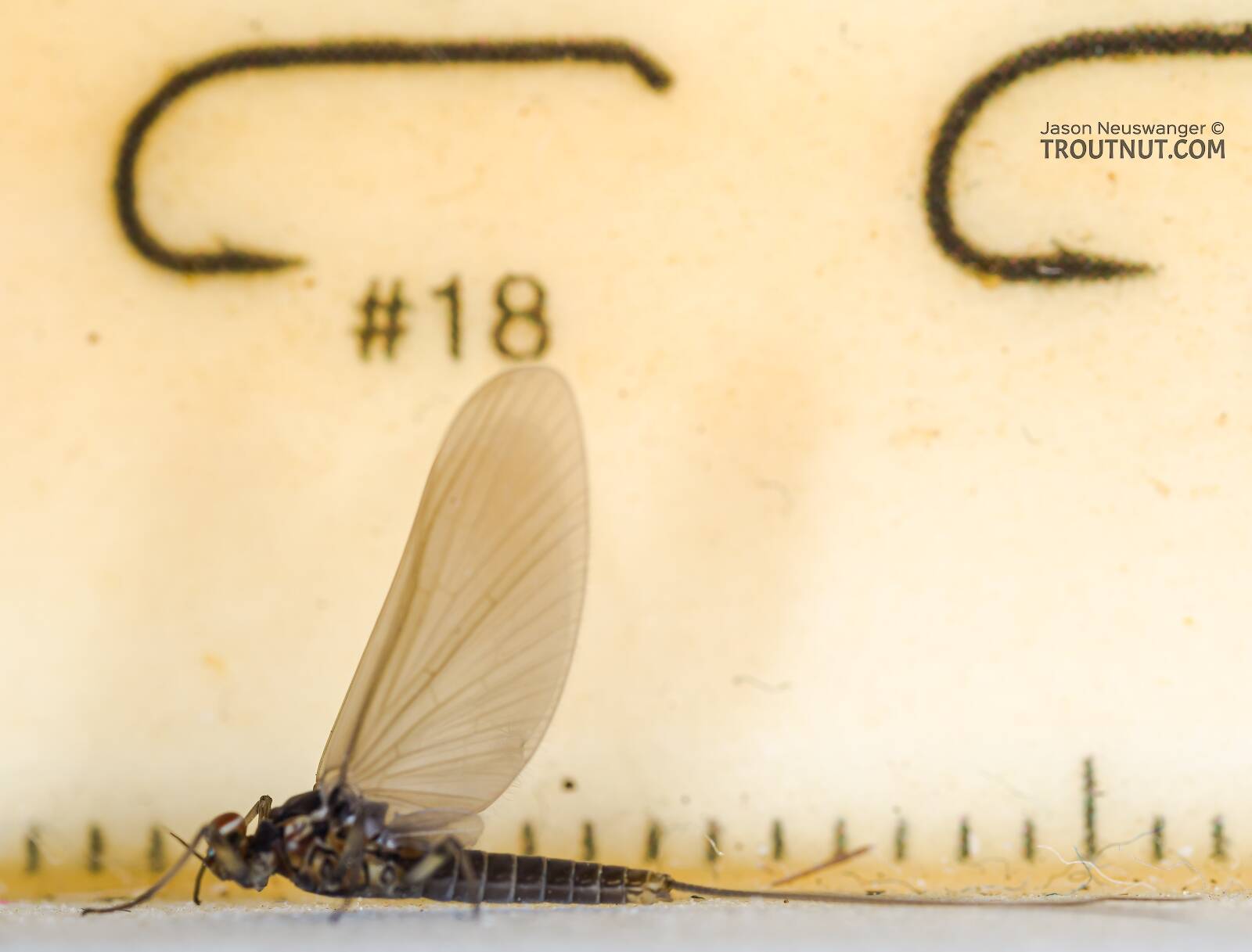 Male Baetis tricaudatus (Blue-Winged Olive) Mayfly Dun Pictures