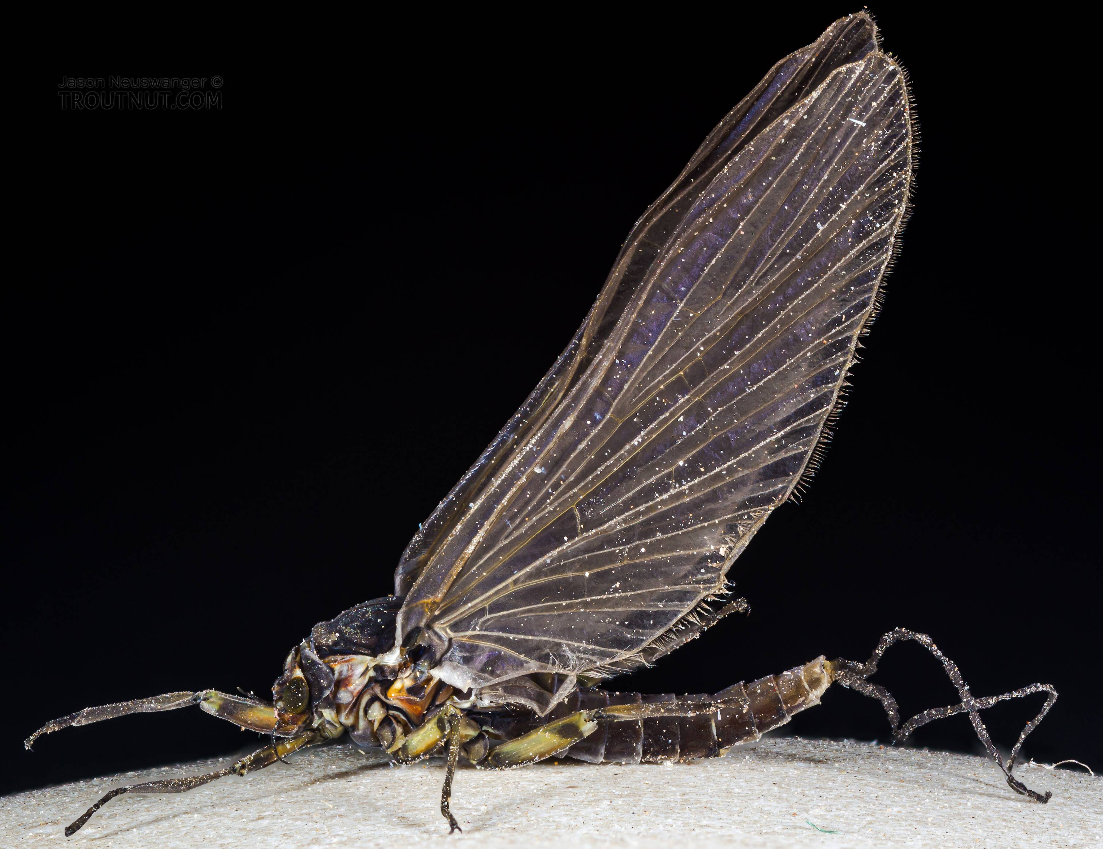 Mayfly Genus Baetis (Blue-Winged Olives)