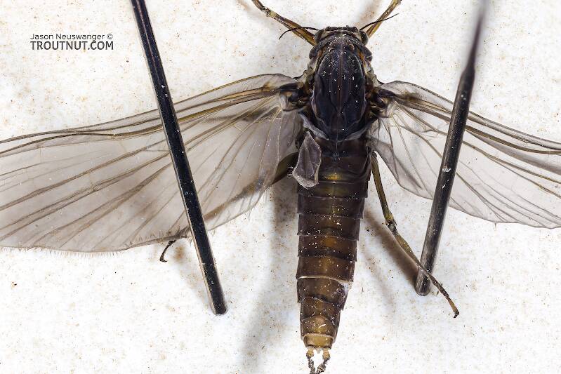 Female Baetis tricaudatus (Blue-Winged Olive) Mayfly Dun Pictures