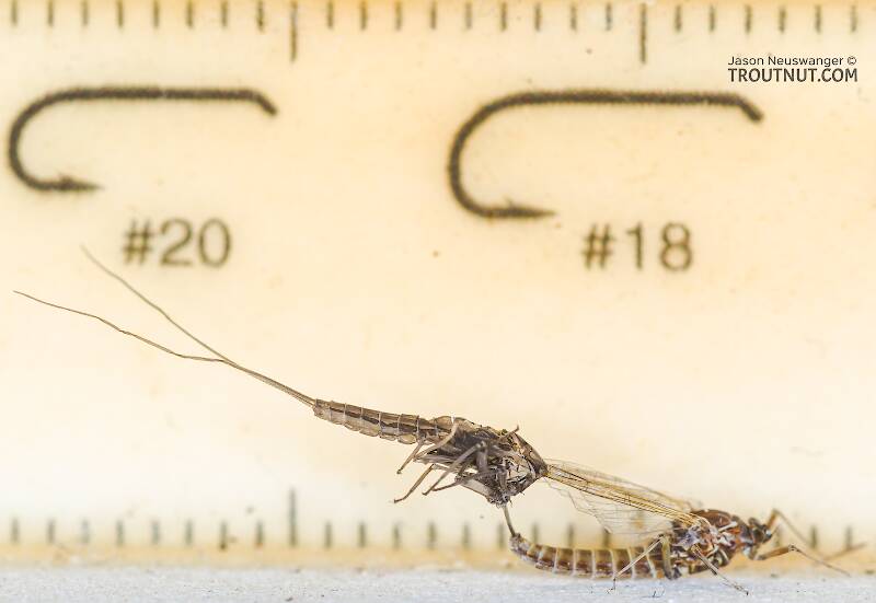 Female Baetis tricaudatus (Blue-Winged Olive) Mayfly Spinner Pictures