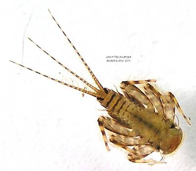 Stenonema (March Browns and Cahills) Mayfly Nymph Pictures