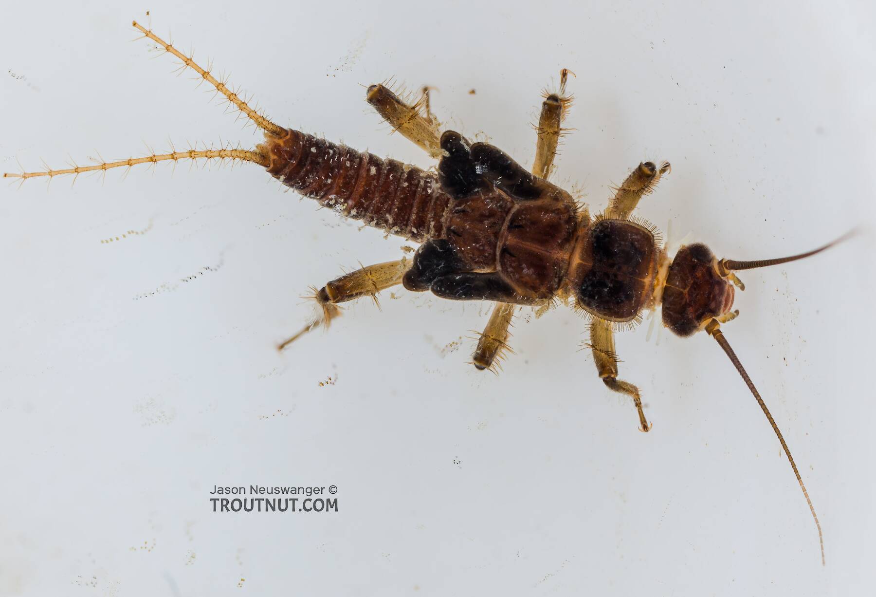 Mayfly Genus Ephoron (White Flies)