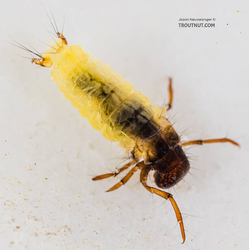 Trichoptera (Caddisfly) Insect Larva Pictures