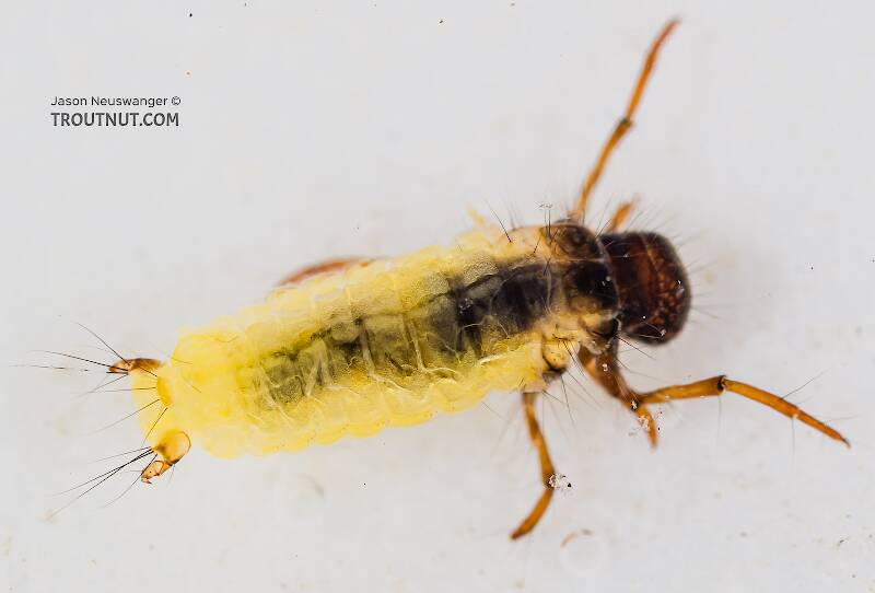 Trichoptera (Caddisfly) Insect Larva Pictures