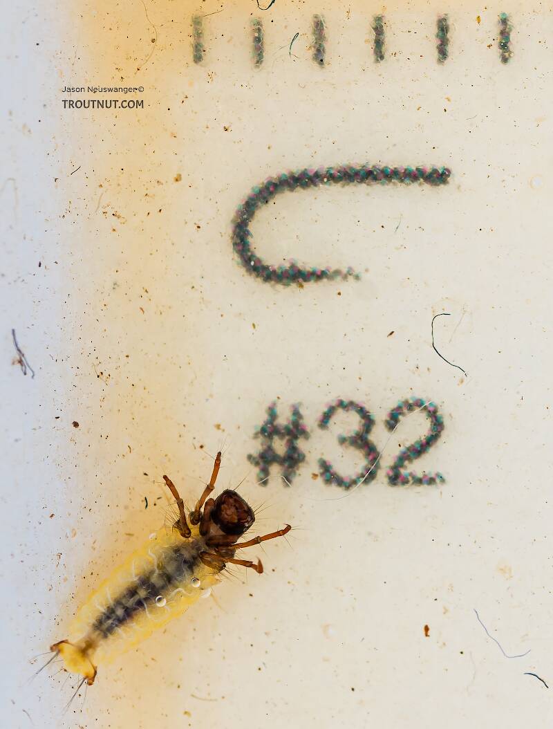 Trichoptera (Caddisfly) Insect Larva Pictures