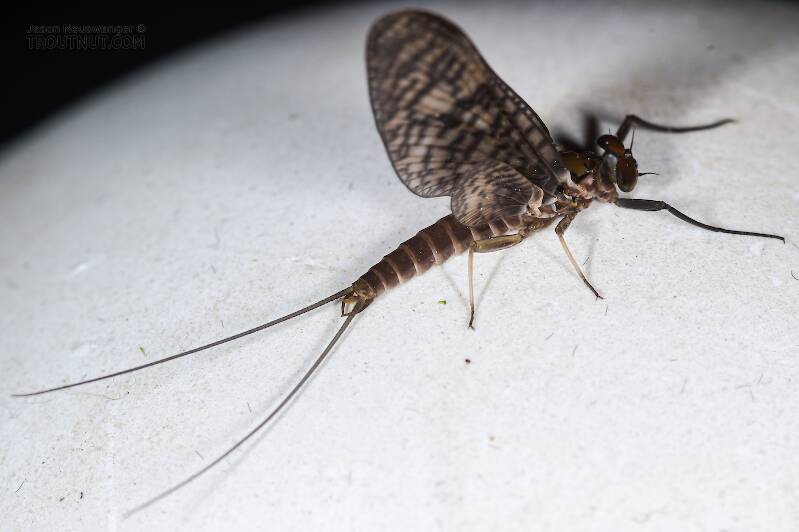 Male Rhithrogena morrisoni (Western March Brown) Mayfly Dun Pictures